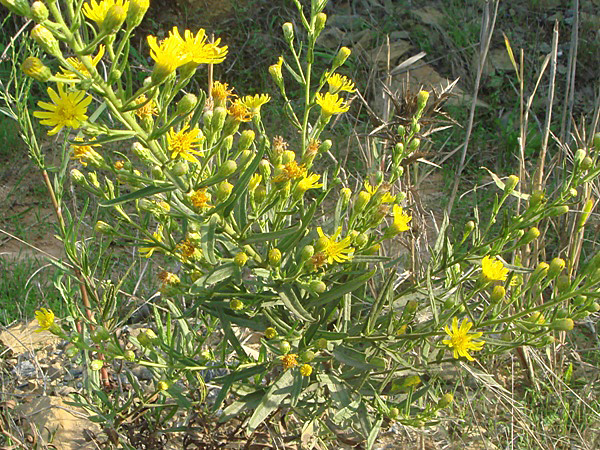 Inula viscosa e Eupelmus urozonus: un esempio di rapporto ecologico ...
