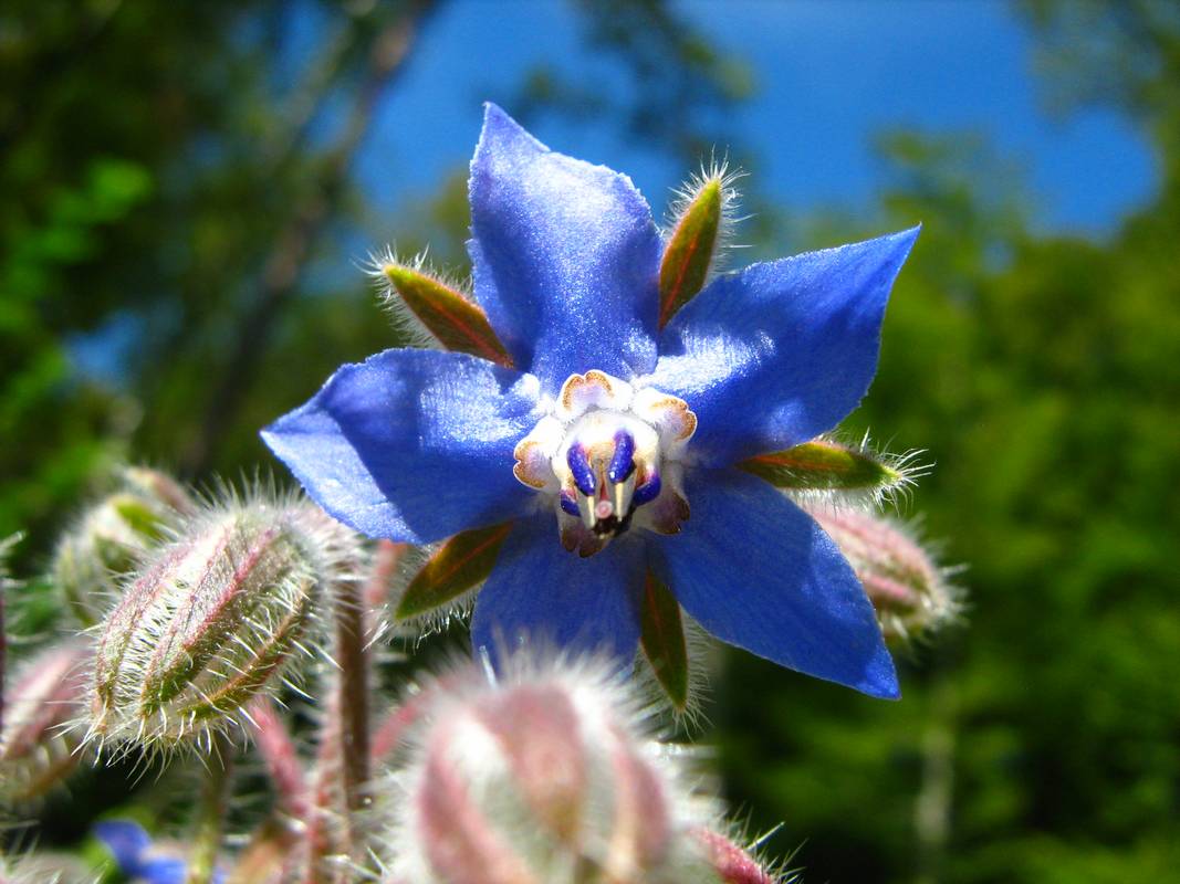 Borragine: tutte le proprietà della gustosa pianta officinale ...