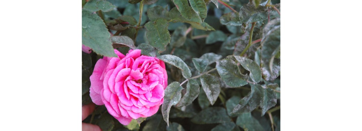 Rosa: guida pratica per lotta all’oidio con metodi naturali ...