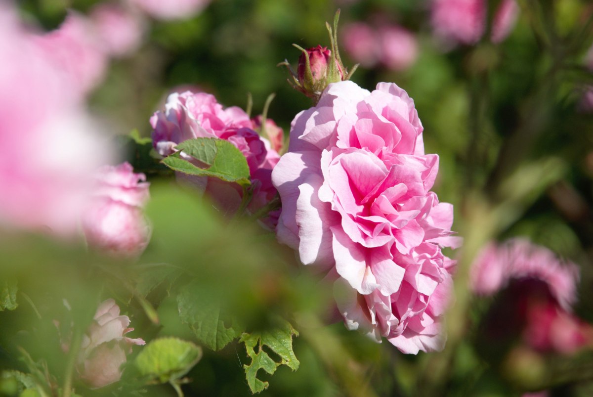 Coltivare rose con il metodo biologico: scelta etica per nuovi mercati ...