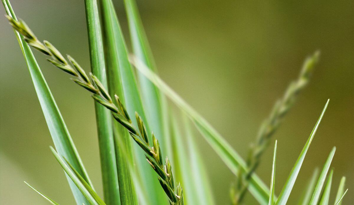 Gramigna: contrastarla nell’orto con metodo biologico – Sostenibilità a ...