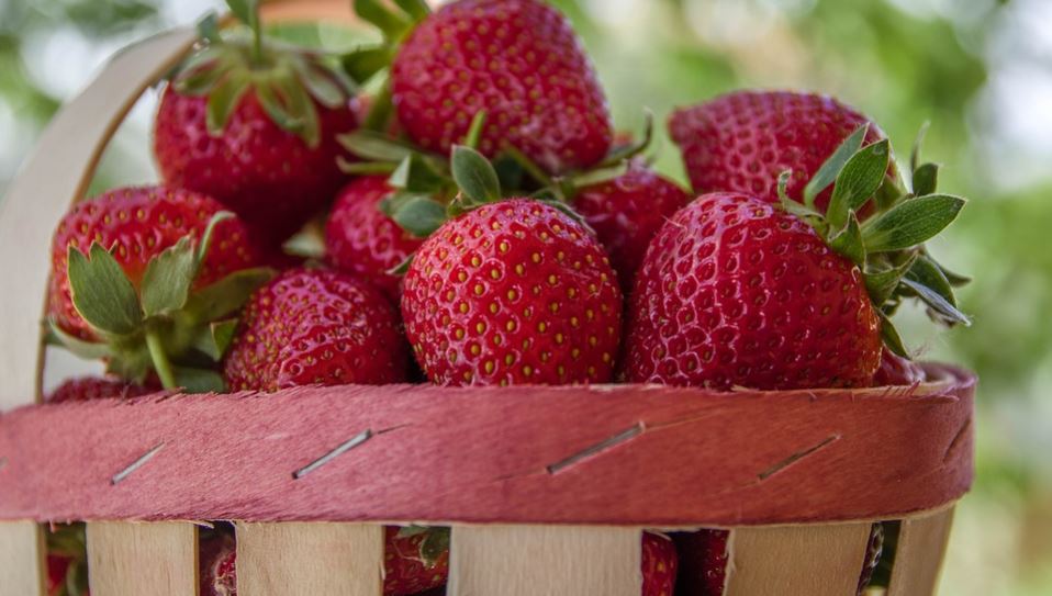 Come coltivare le fragole bio: la guida completa – Lamentapiperita ...